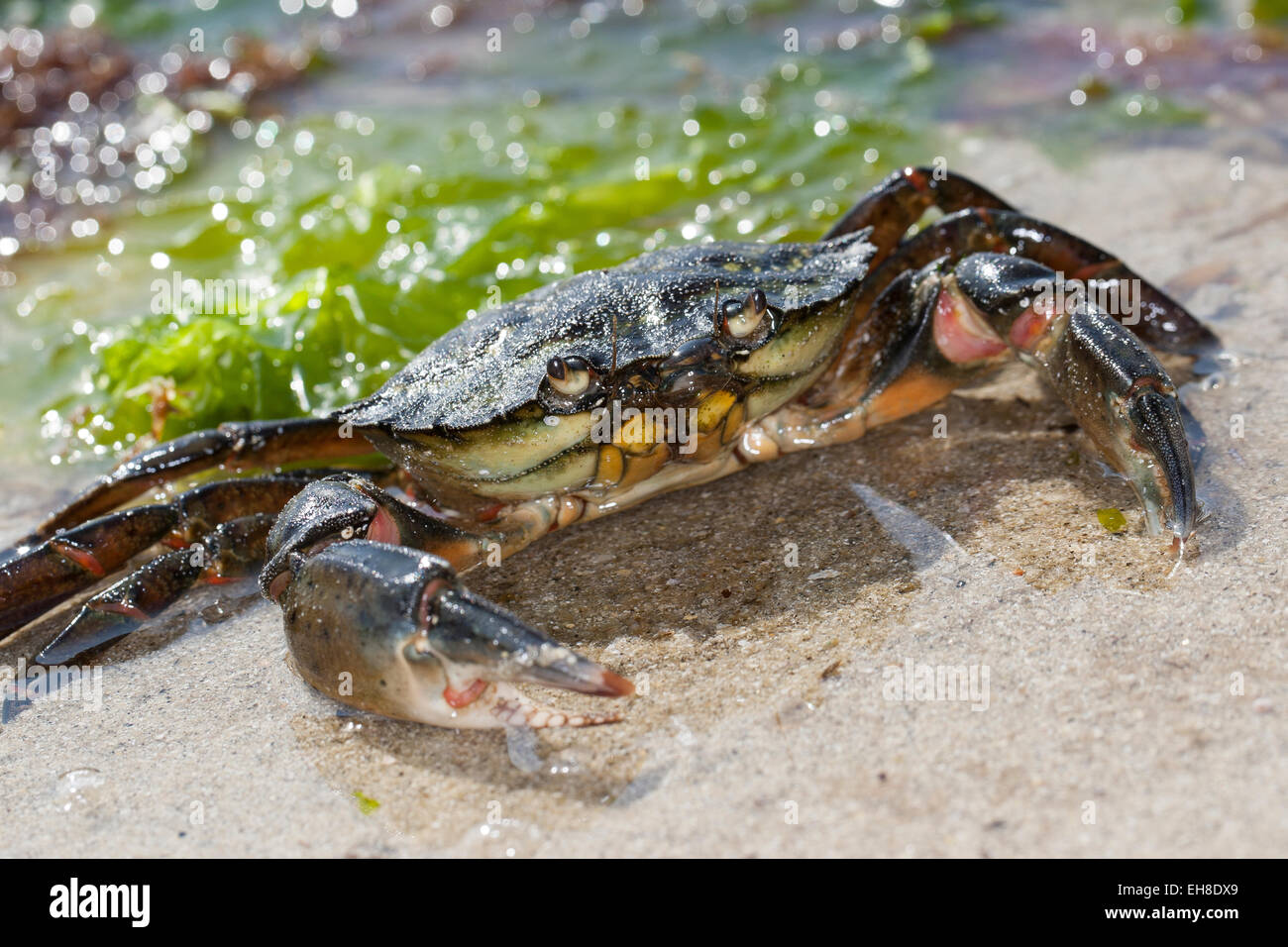 European shore crab, shore-crab, harbour crab, European green crab ...