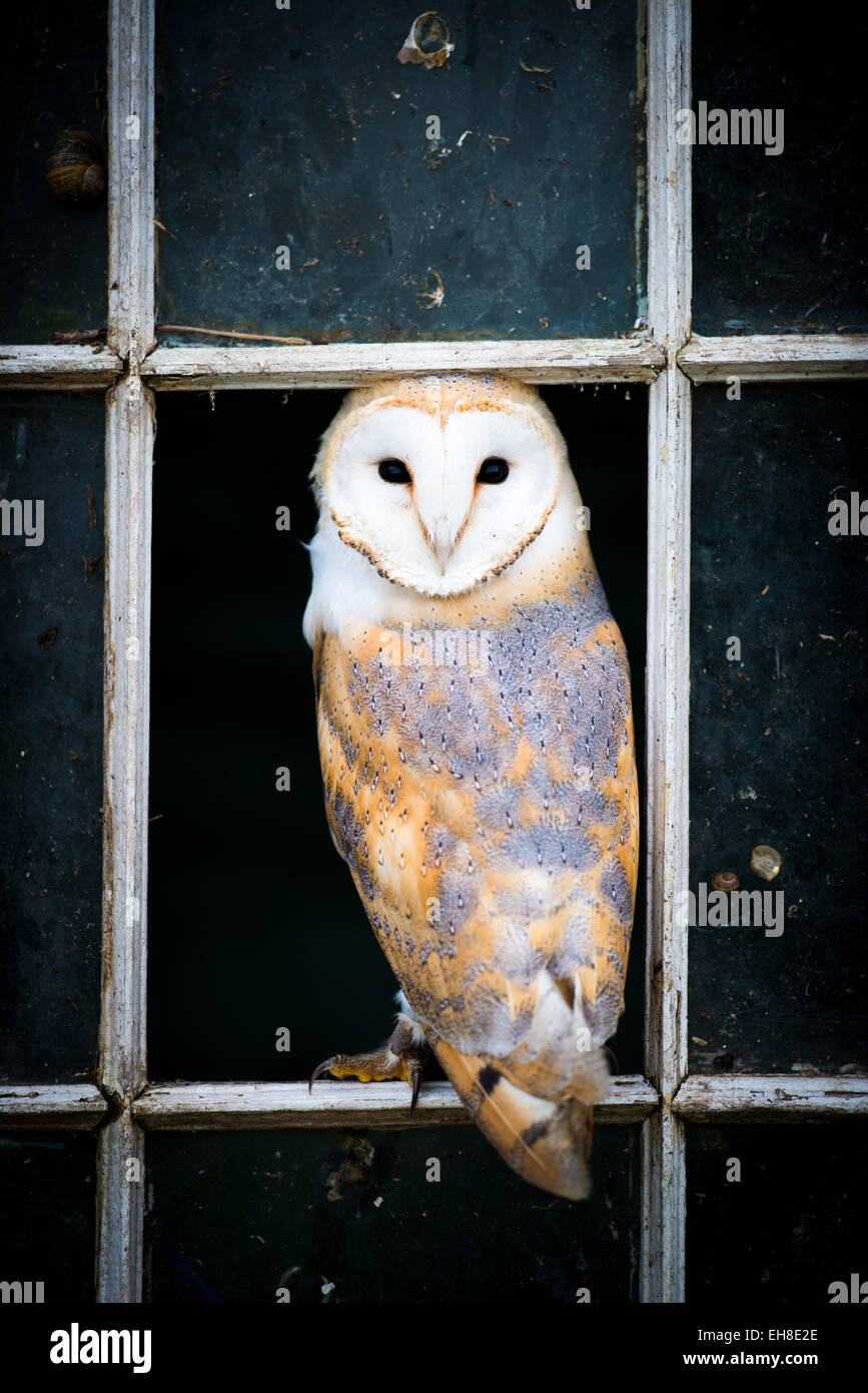 Barn owl in a abandoned house window, captive Stock Photo - Alamy