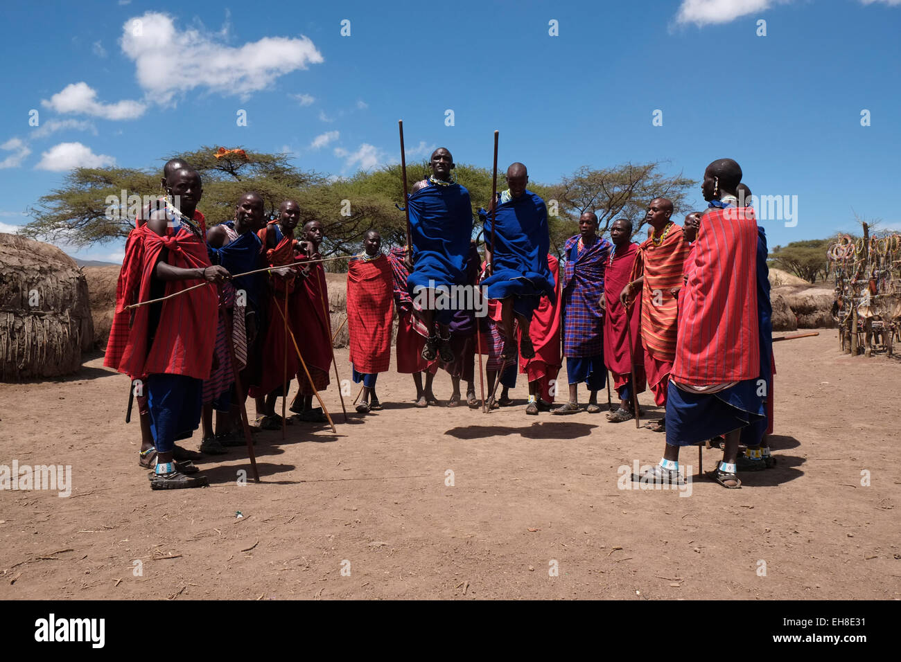 A group of Maasai men taking part in the traditional Adumu dance ...