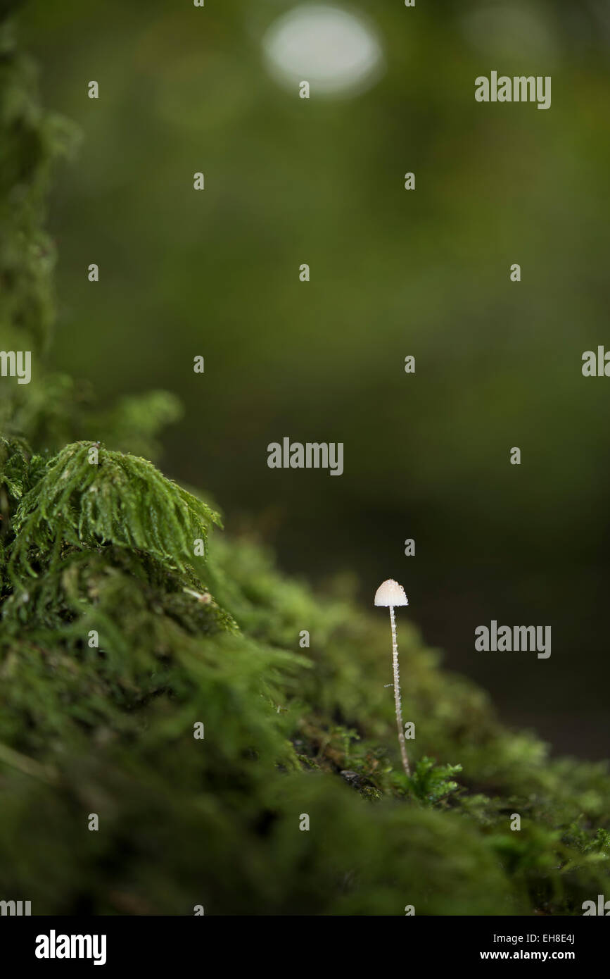 White fungi hi-res stock photography and images - Alamy