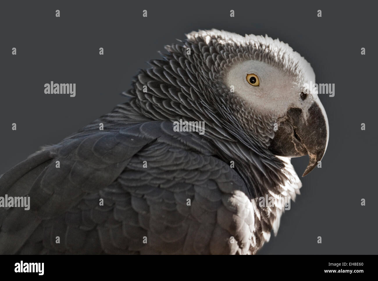 African parrots hi-res stock photography and images - Alamy