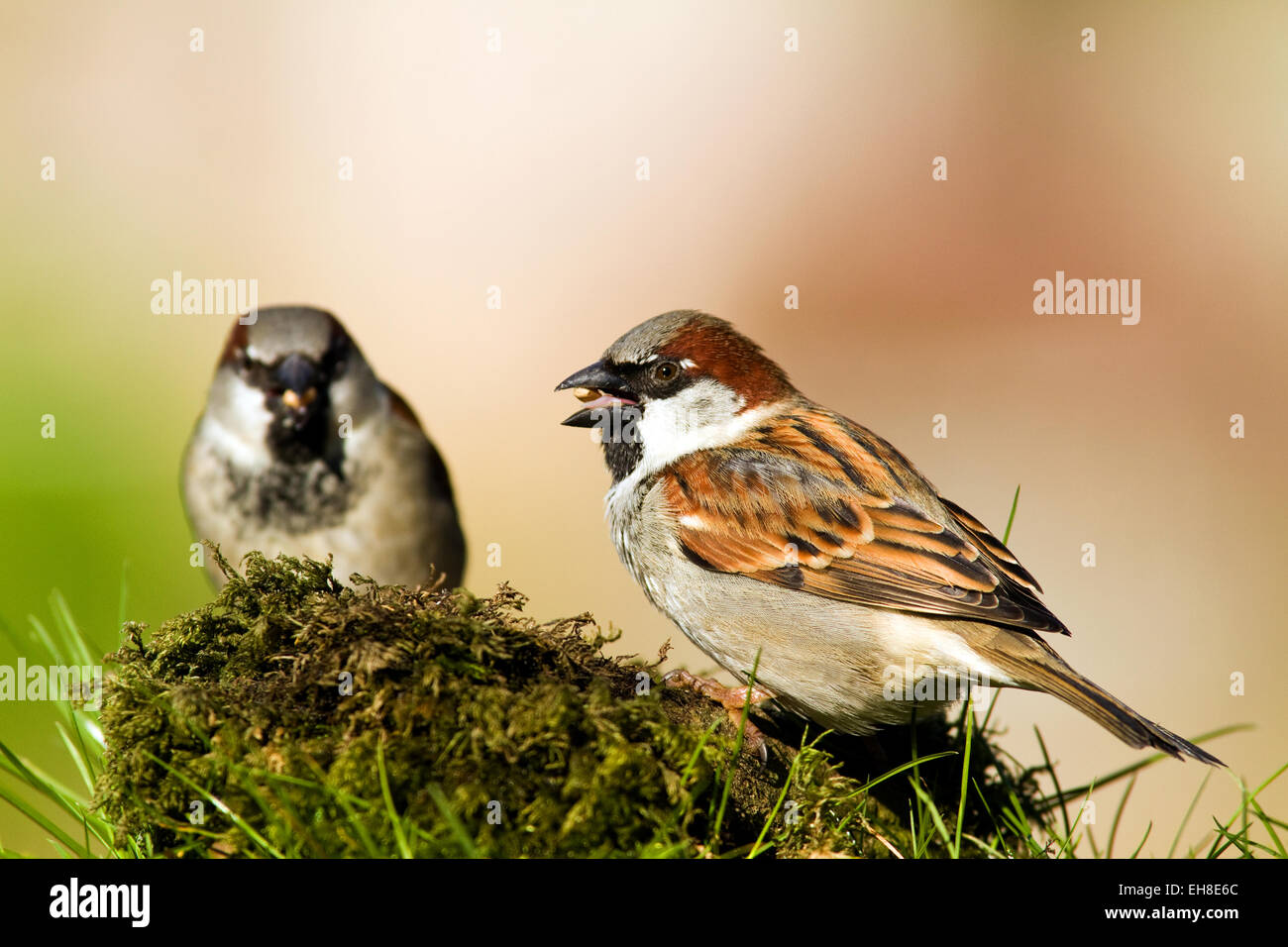 European house sparrow egg hi-res stock photography and images - Alamy