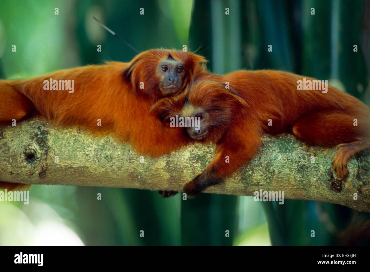 Gregarious Animals Stock Photos & Gregarious Animals Stock Images - Alamy