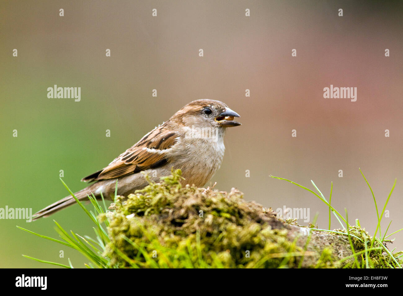 Hedge sparrow nest hi-res stock photography and images - Alamy
