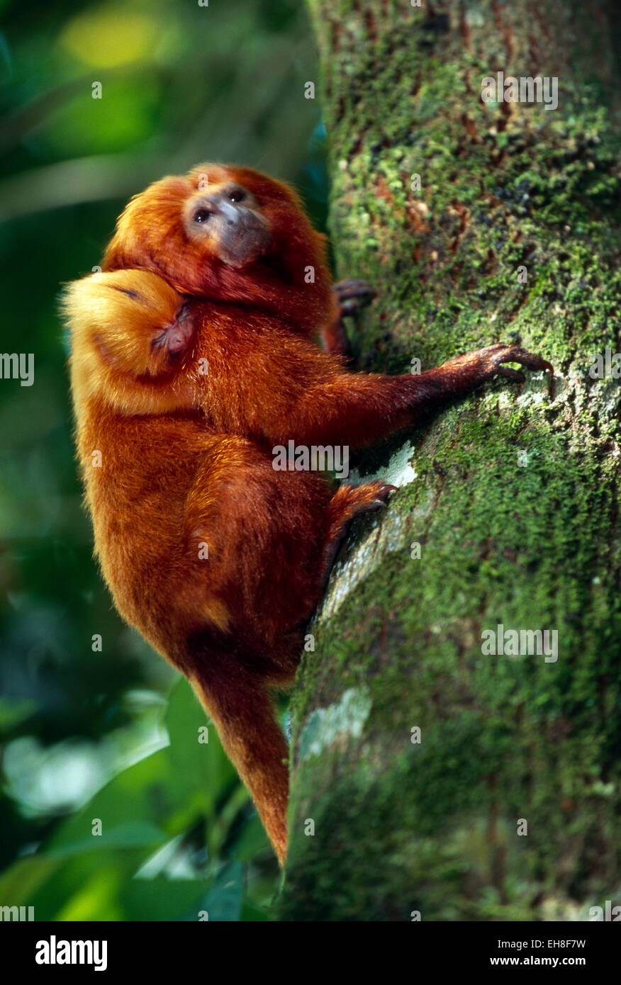 Tamarin High Resolution Stock Photography and Images - Alamy