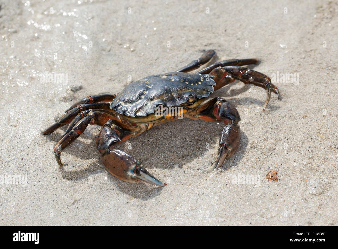 European shore crab, shore-crab, harbour crab, European green crab ...
