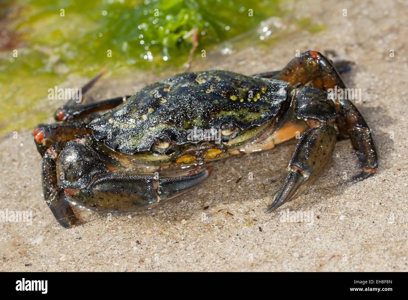 European shore crab, shore-crab, harbour crab, European green crab ...