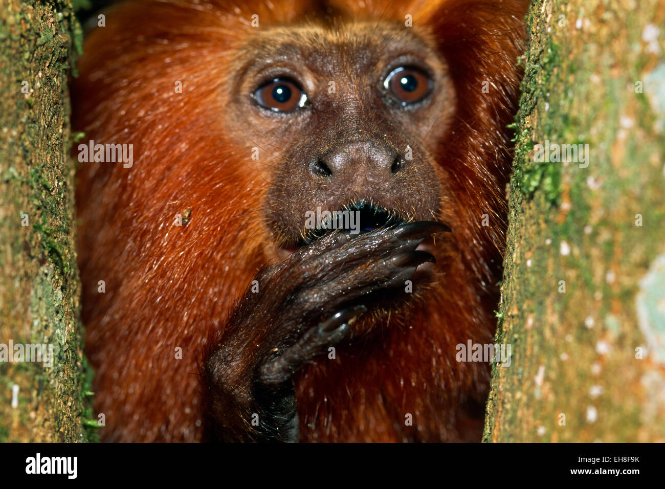 Long Digit High Resolution Stock Photography and Images - Alamy