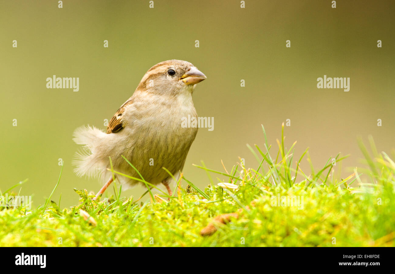 Sparrows nest gardens hi-res stock photography and images - Alamy