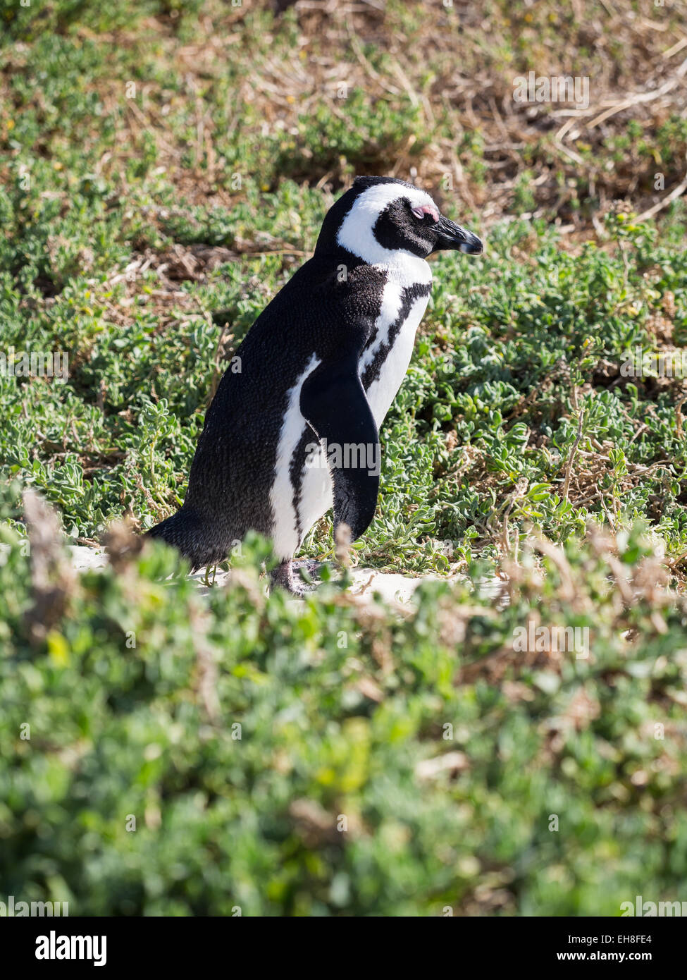 Simonstad western cape south africa hi-res stock photography and images ...