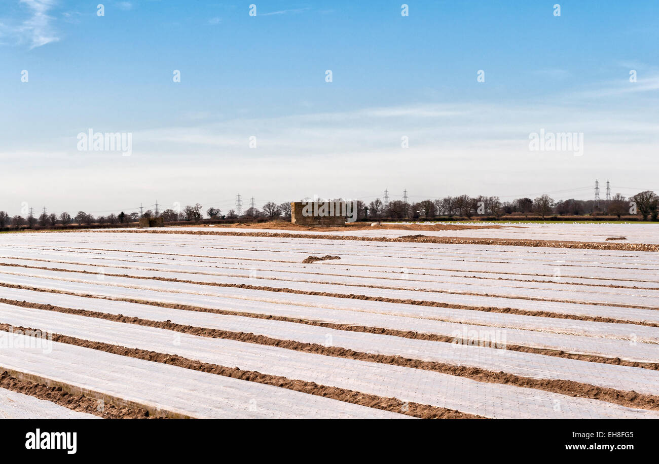 A field covered in plastic mulch (sheeting), used on light sandy soil ...