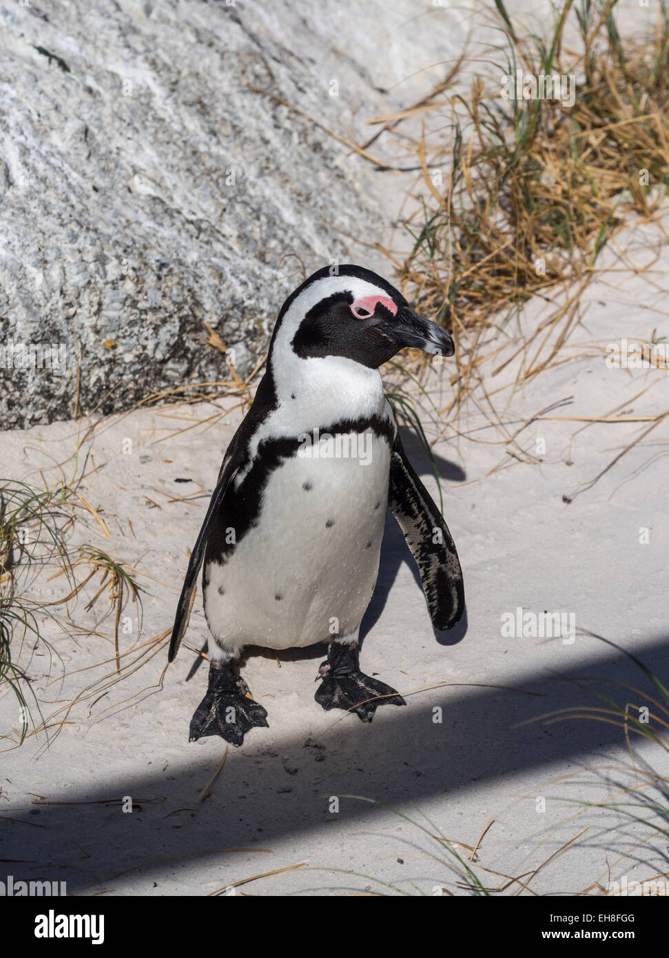 Simonstad western cape south africa hi-res stock photography and images ...