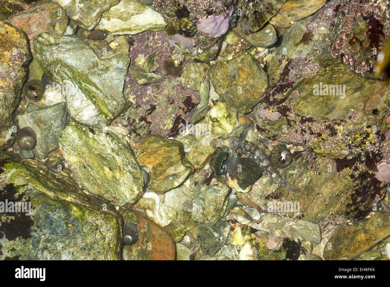 Rock goby hidden in the rocks Stock Photo - Alamy