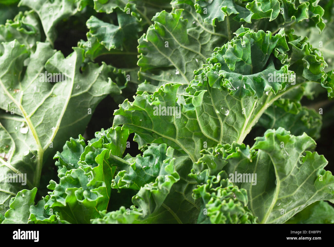 Fresh raw kale with water drops Stock Photo - Alamy