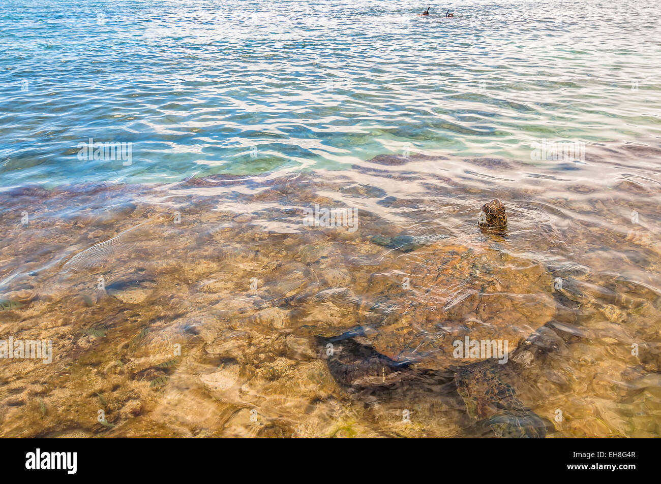 Turtle swimming maui hawaii hi-res stock photography and images - Alamy