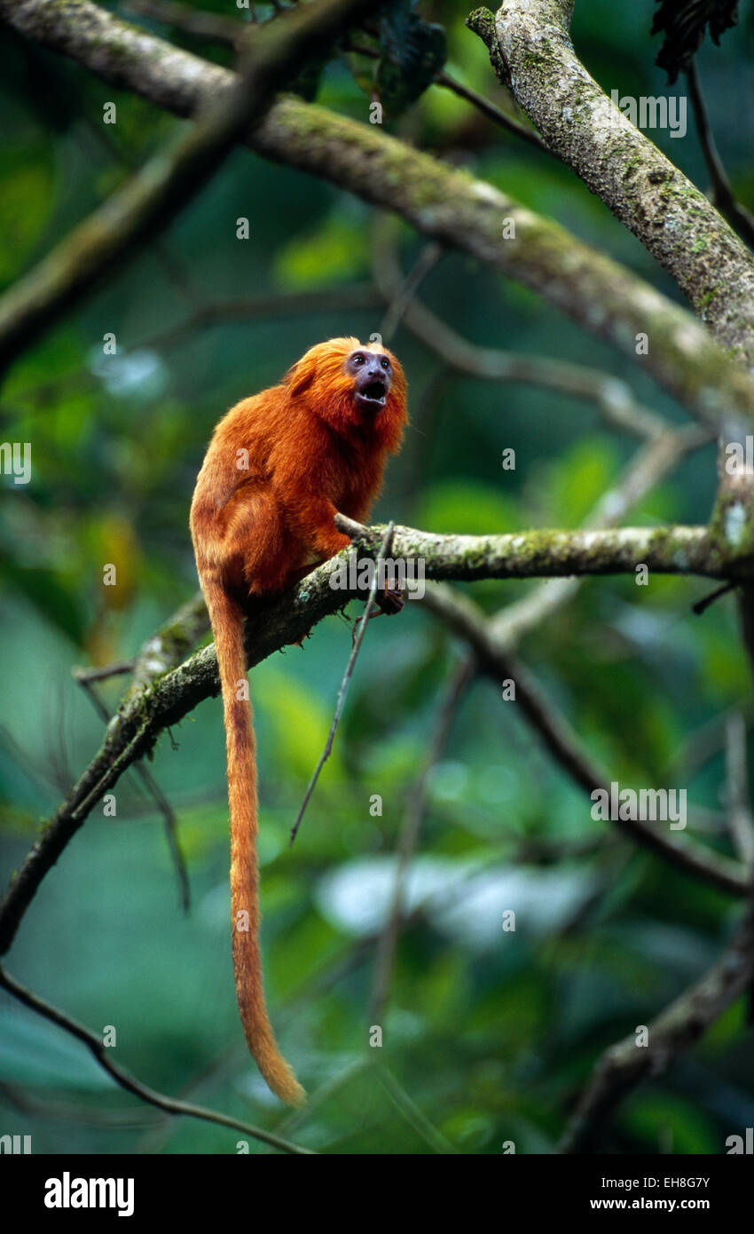 Tamarin High Resolution Stock Photography and Images - Alamy
