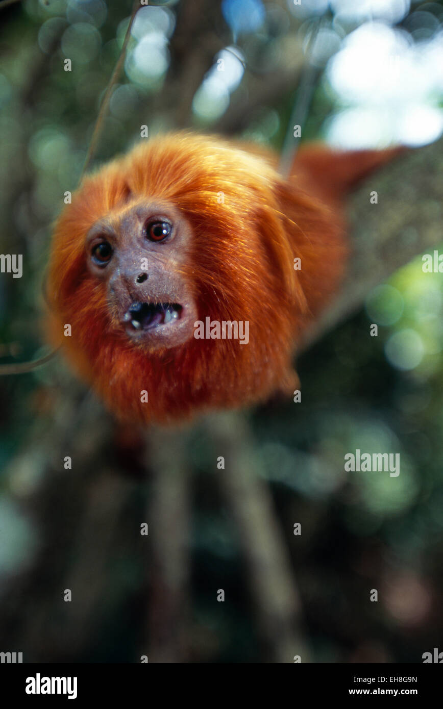 Golden Lion Tamarin High Resolution Stock Photography and Images - Alamy