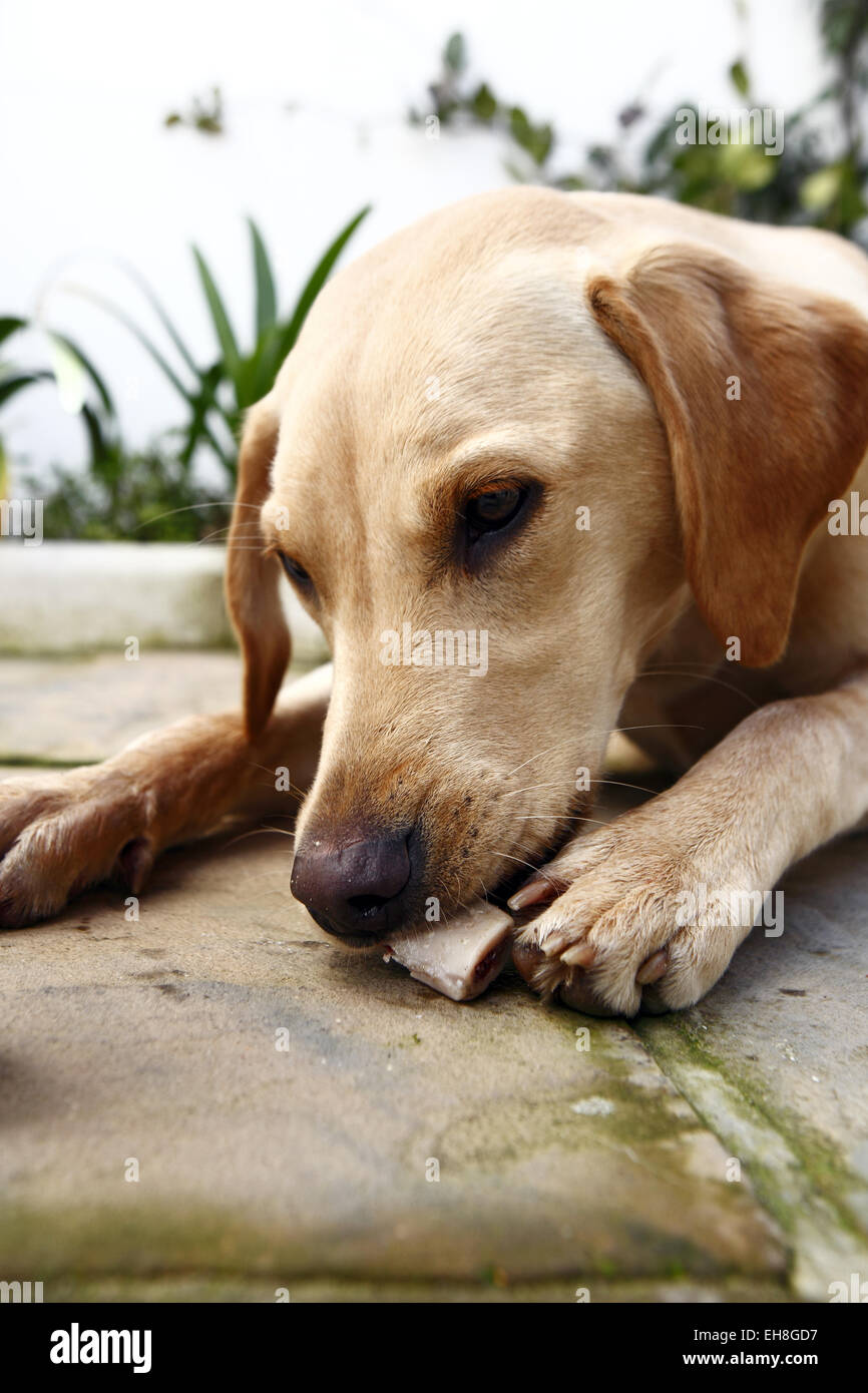 Yellow Labrador Retriever puppy aged 11 months old eating beef rib bone ...