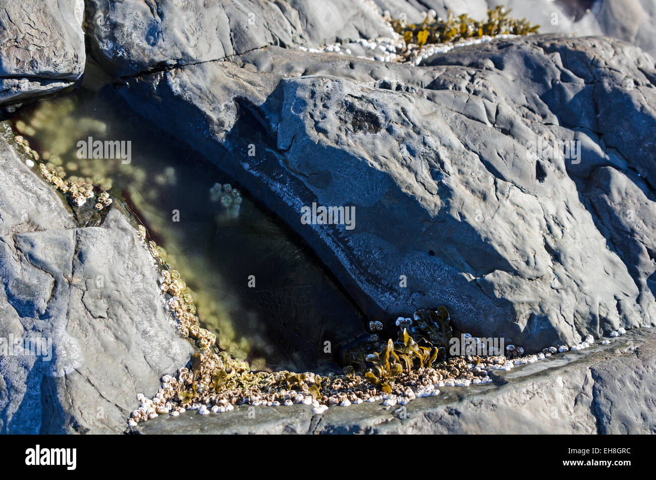 Barnacles and seaweed in an ice-covered tidepool, Bar Harbor, Maine ...
