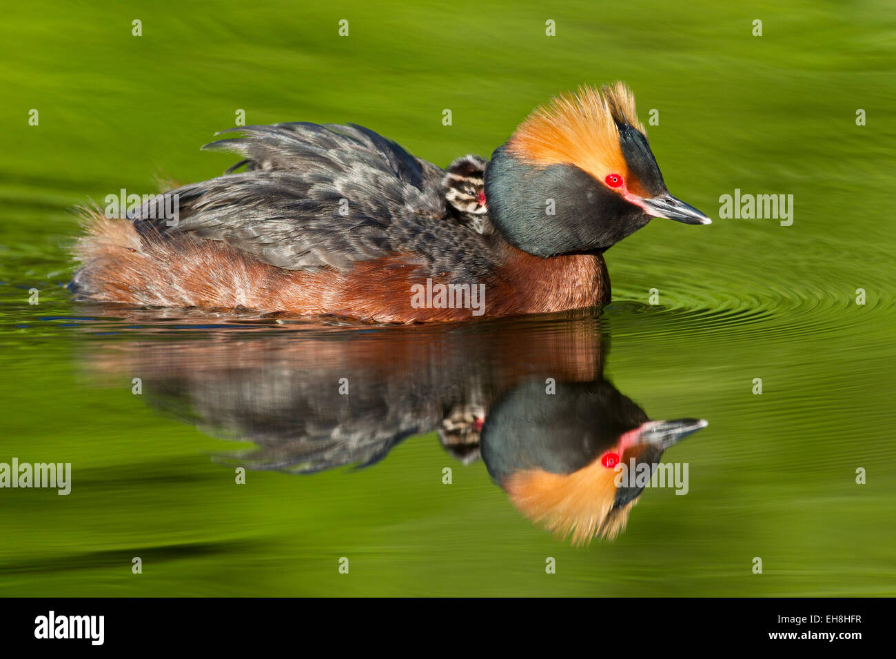 Horned grebe (Podiceps auritus) in breeding plumage swimming in lake ...