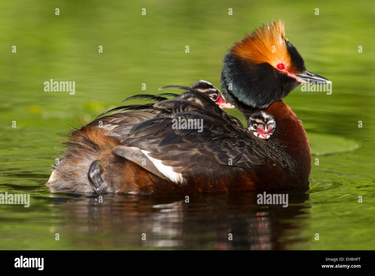 Horned grebe (Podiceps auritus) in breeding plumage swimming in lake ...