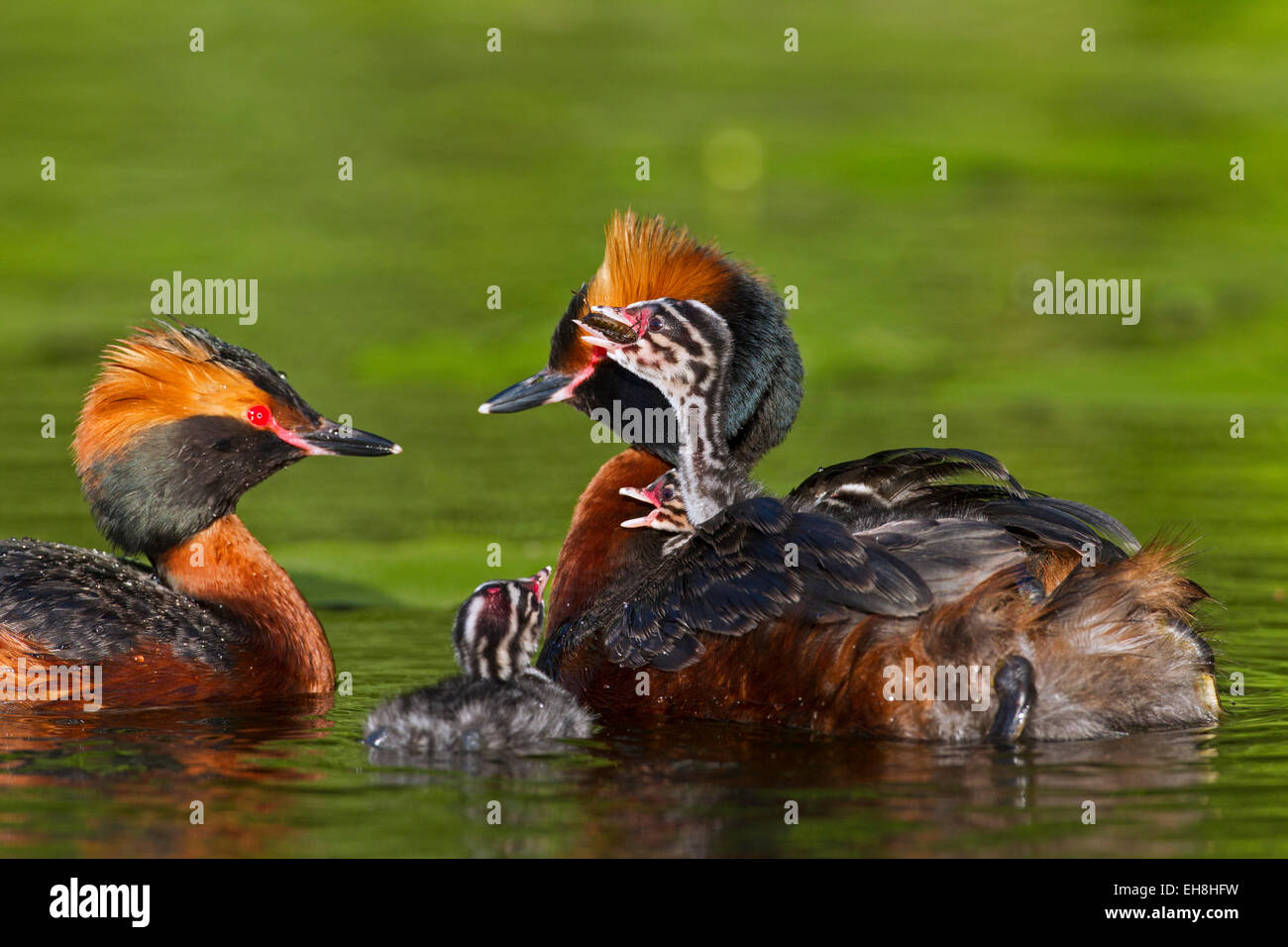 Male horned grebe (Podiceps auritus) in breeding plumage feeding grub ...