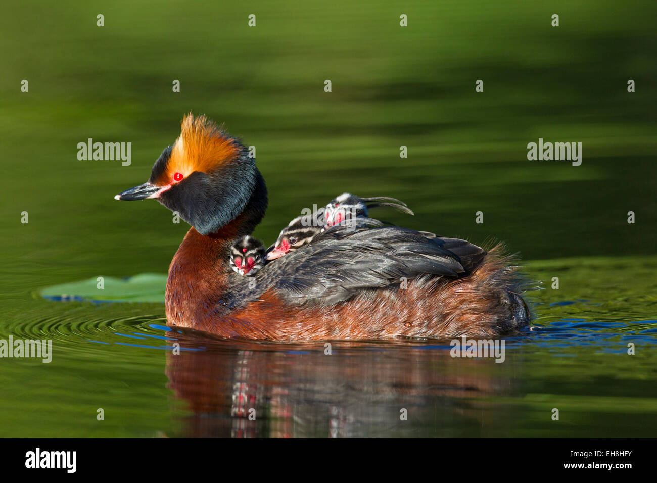 Horned grebe (Podiceps auritus) in breeding plumage swimming in lake ...