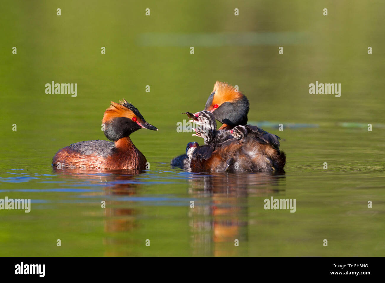 Male horned grebe (Podiceps auritus) in breeding plumage feeding grub ...