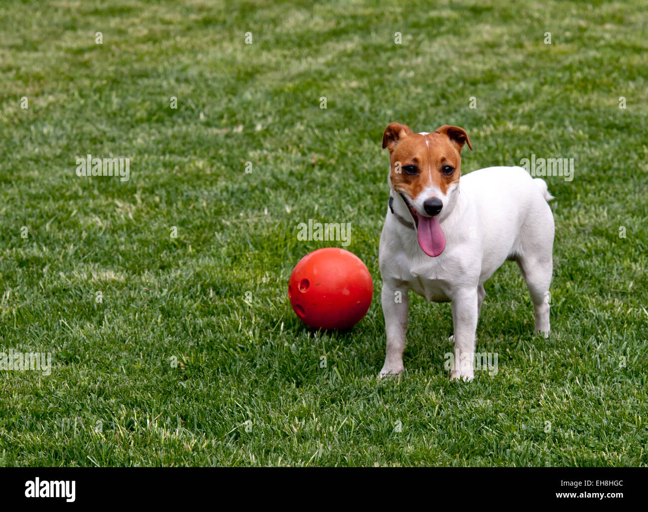 Russel spring hi-res stock photography and images - Alamy