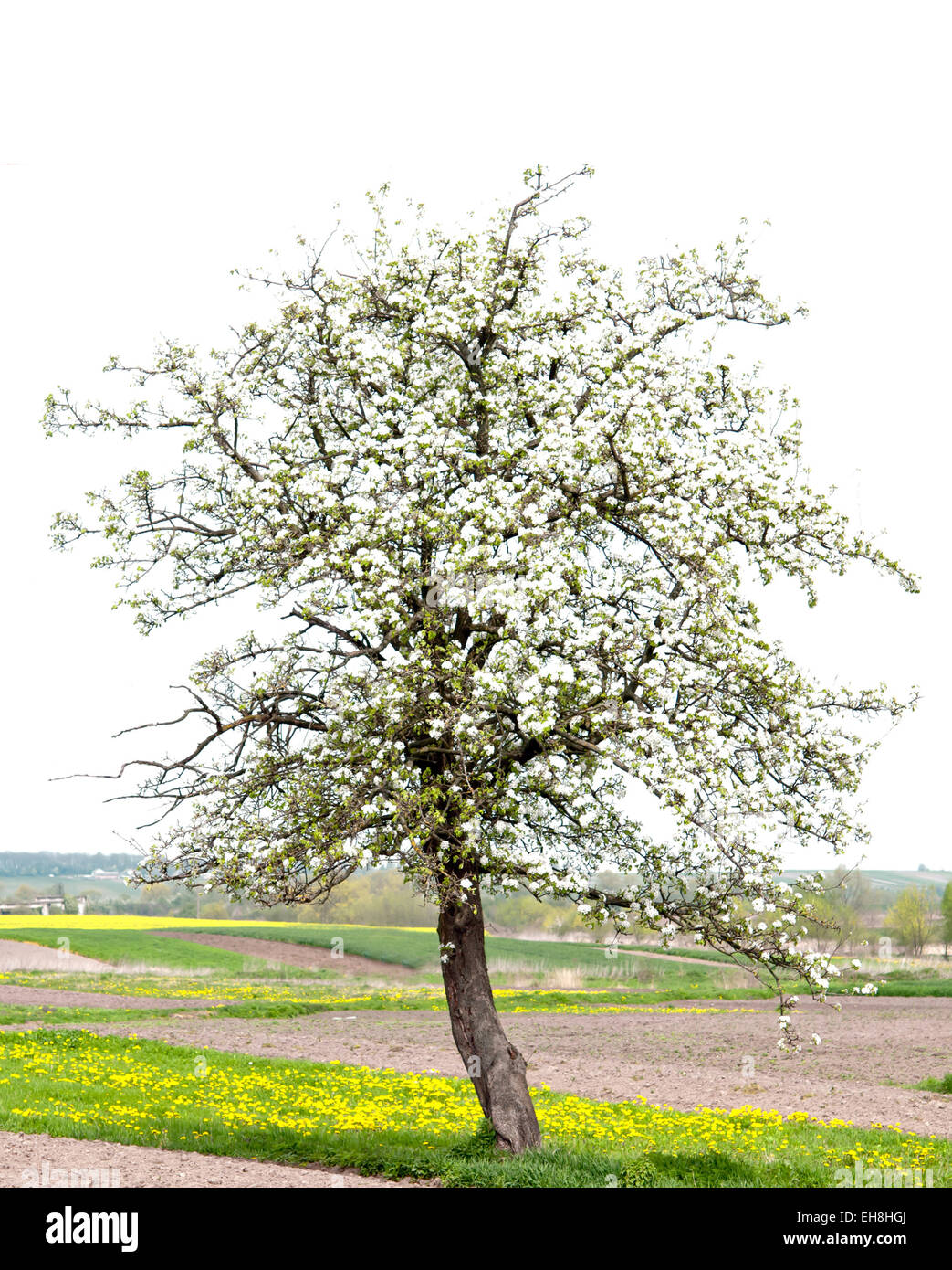 spring tree and sky Stock Photo - Alamy