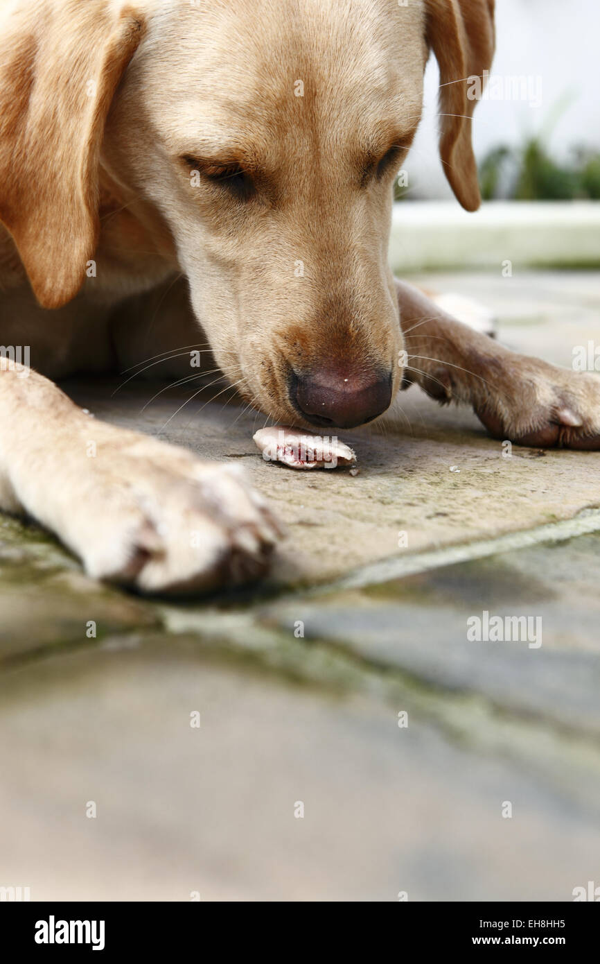 Yellow Labrador Retriever puppy aged 11 months old eating beef rib bone ...