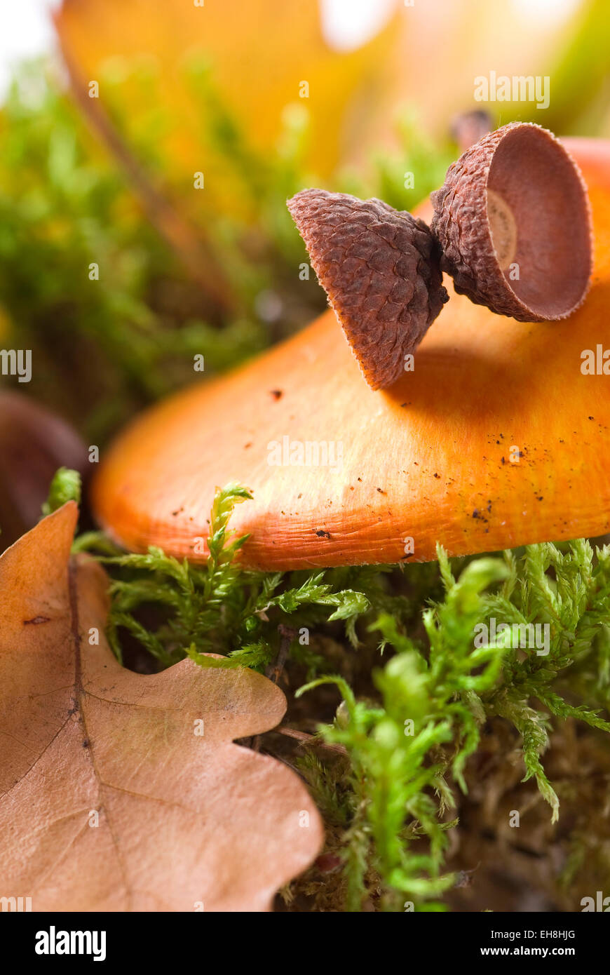 Mushroom and acorn hi-res stock photography and images - Alamy
