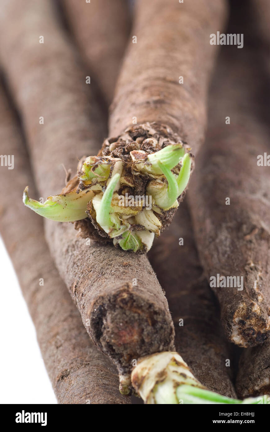 Salsify hi-res stock photography and images - Alamy