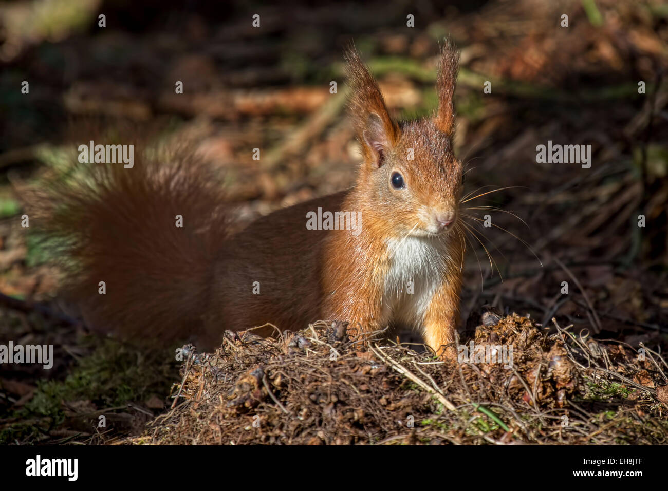 red squirrel staring and looking alert, facing the camera and lit by ...