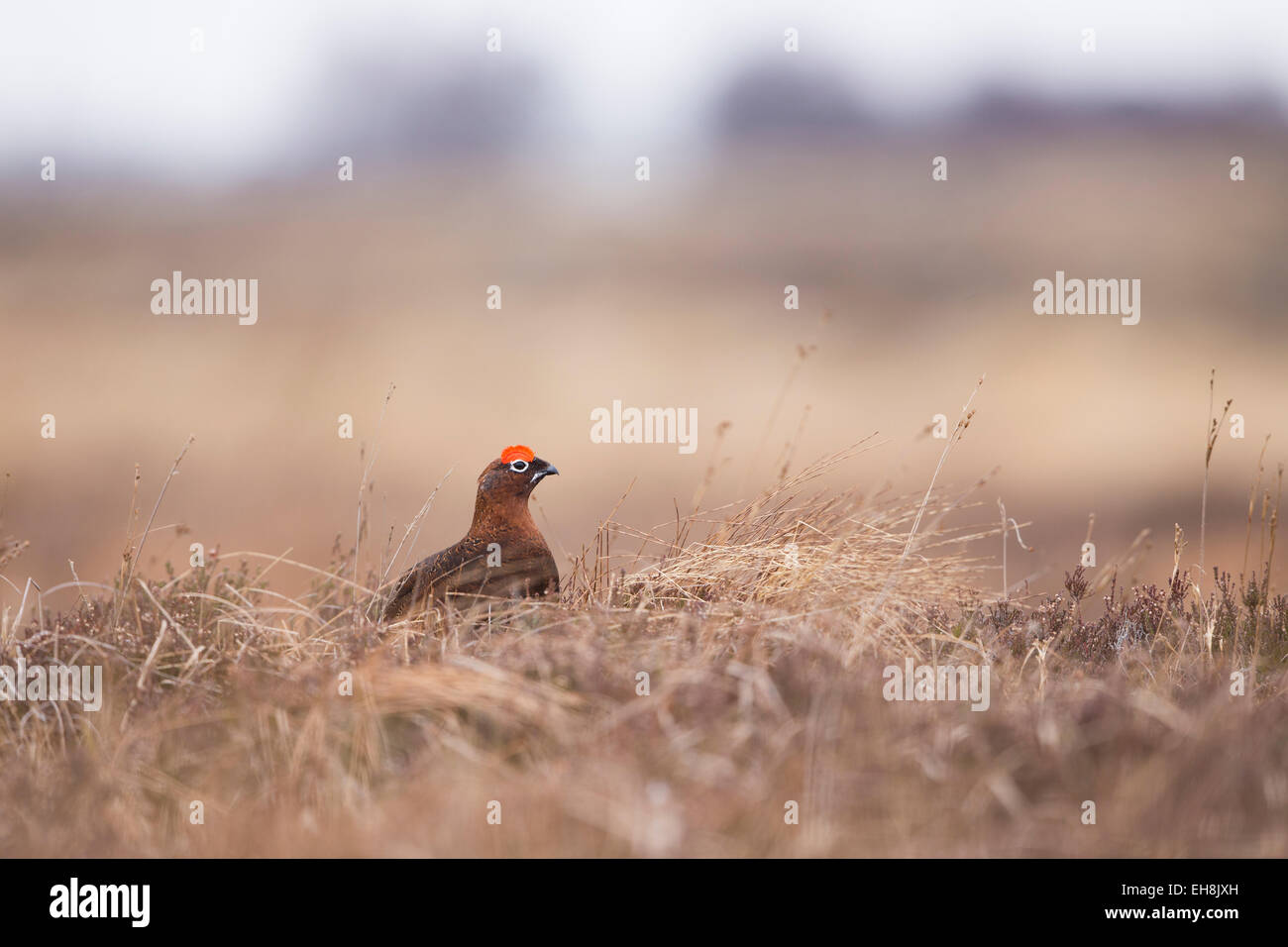 Male Red Grouse landscape in Scotland, grassland Stock Photo - Alamy
