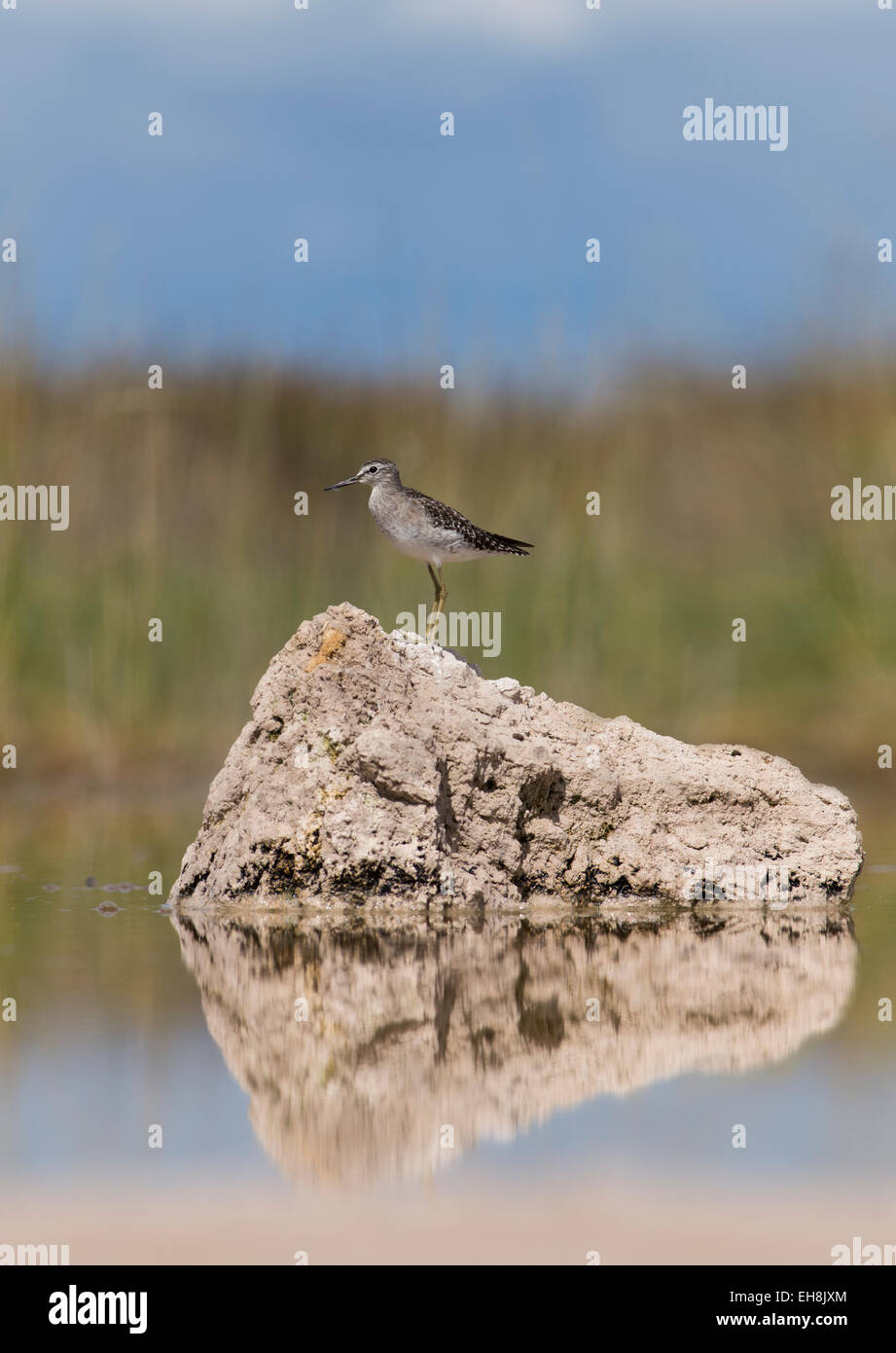 Wader africa hi-res stock photography and images - Alamy