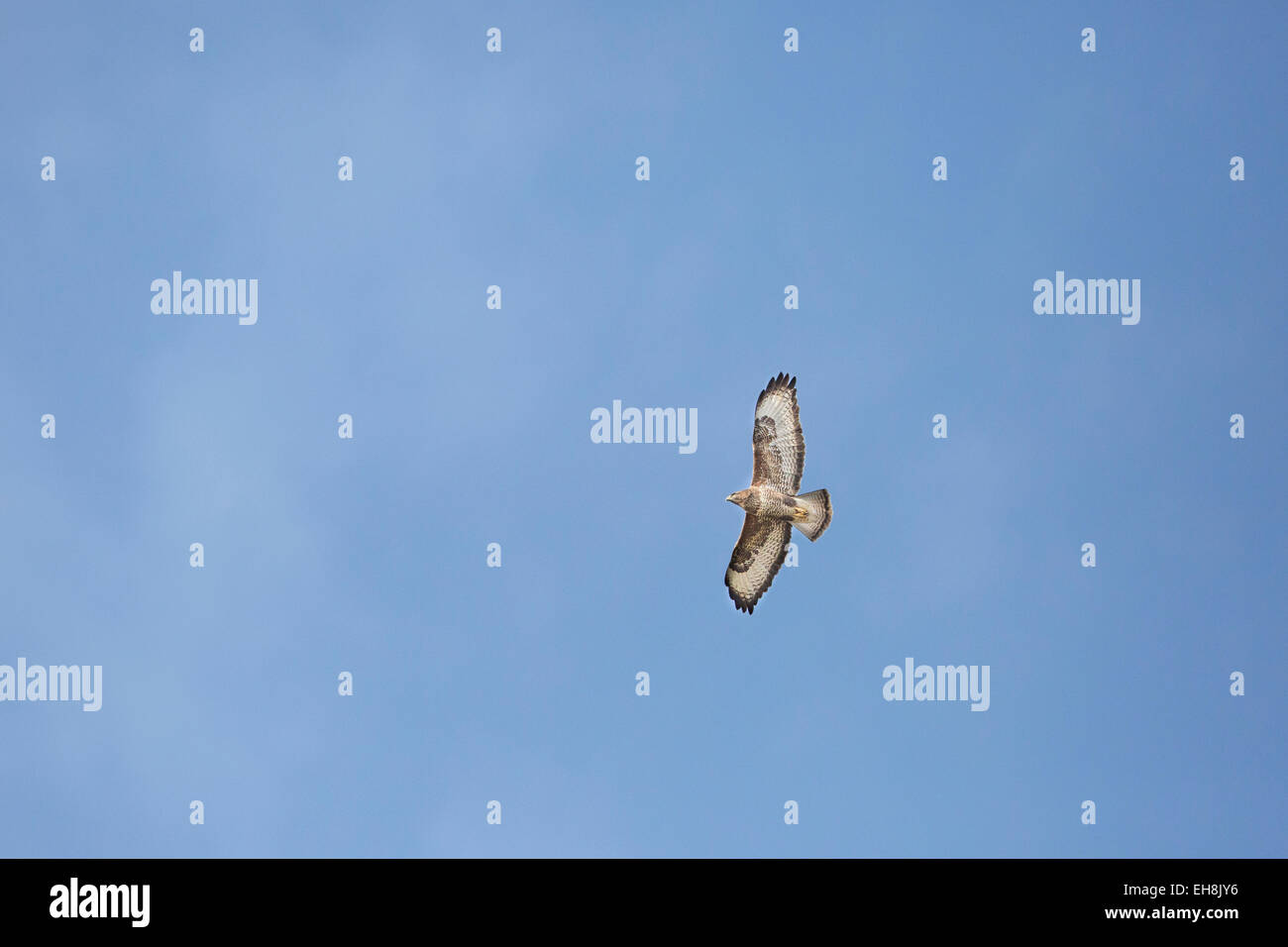 Buzzard soaring through the blue sky Stock Photo - Alamy