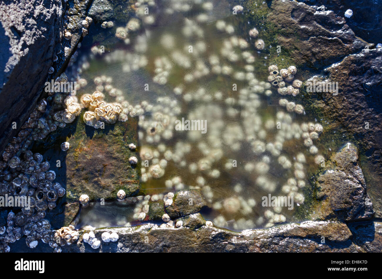 Barnacles frozen in an ice-covered tidepool, Bar Harbor, Maine Stock ...