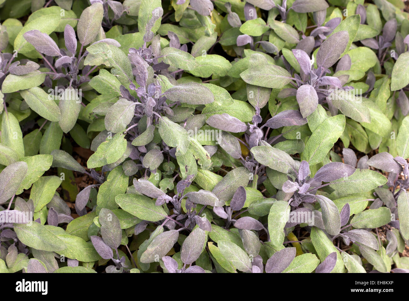 Close-up of different coloured Sage leaves (Salvia officinalis Stock ...