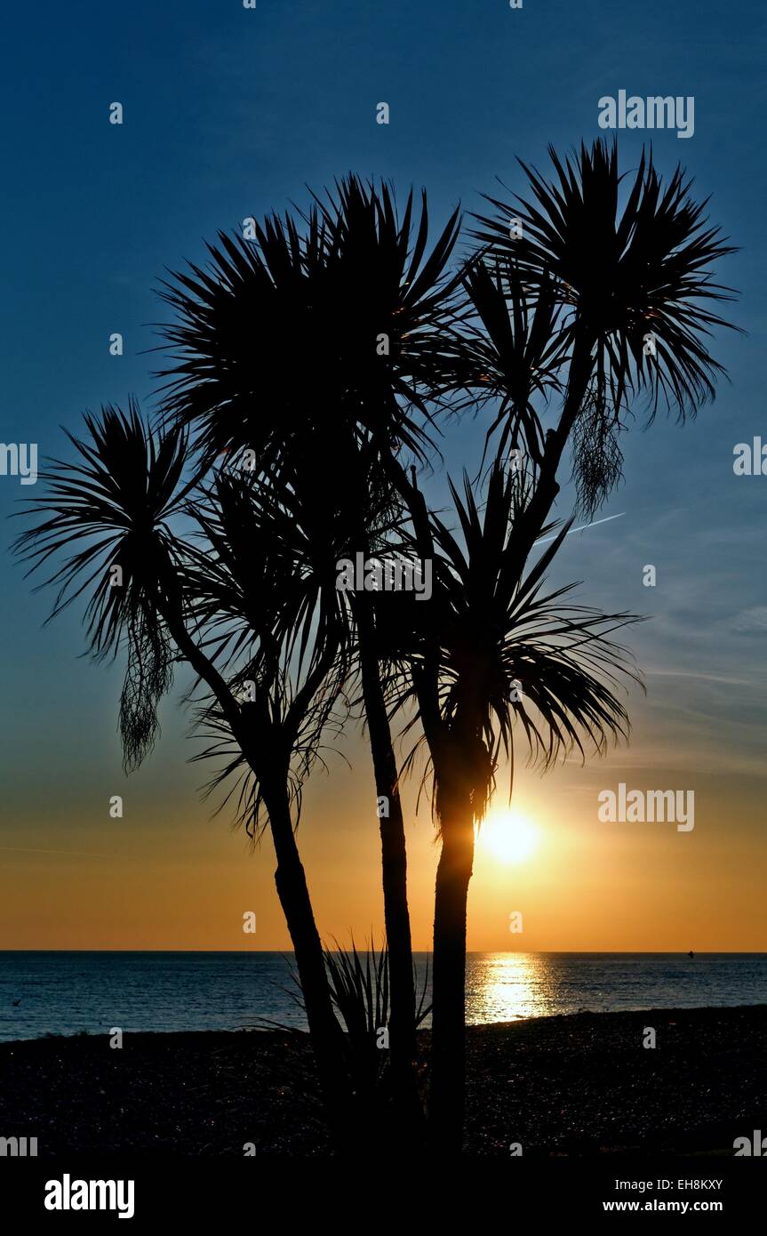 Silhouette of exotic palm tree with sunset behind on Worthing seafront ...