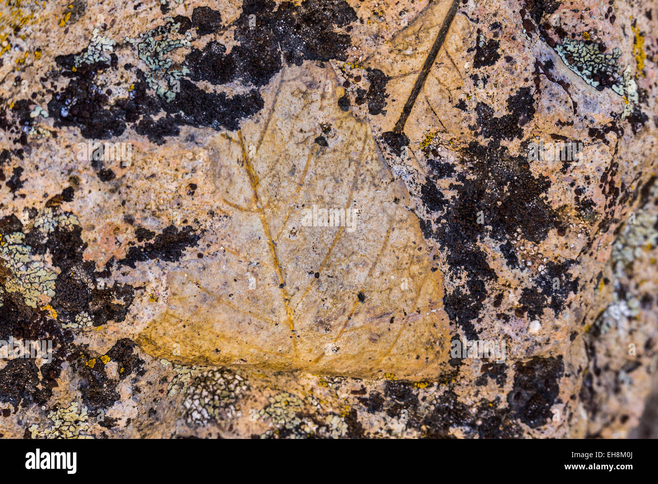 Fossil Hackberry, Celtis sp., leaves in the Clarno Unit of John Day ...