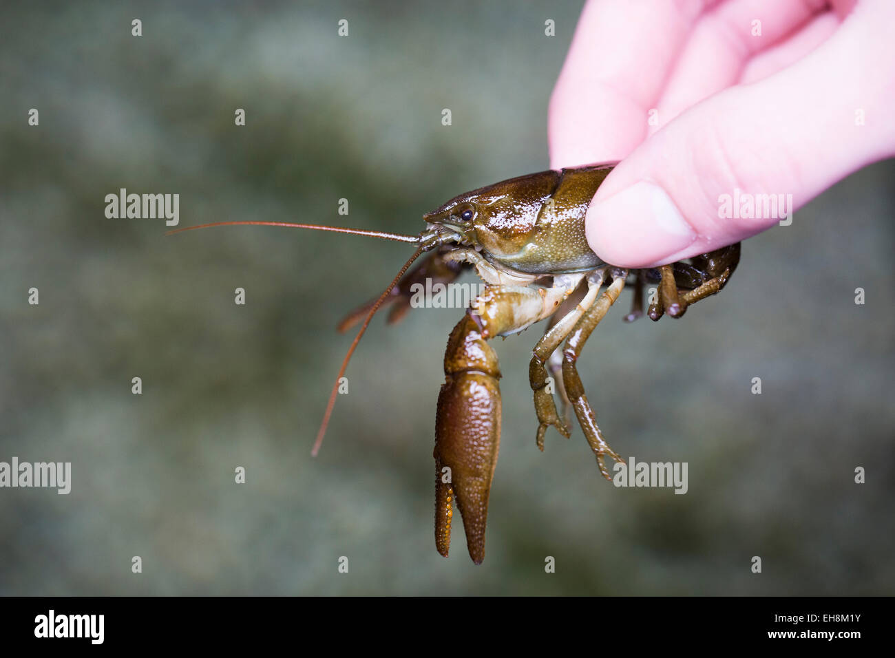 Crayfish uk hi-res stock photography and images - Alamy