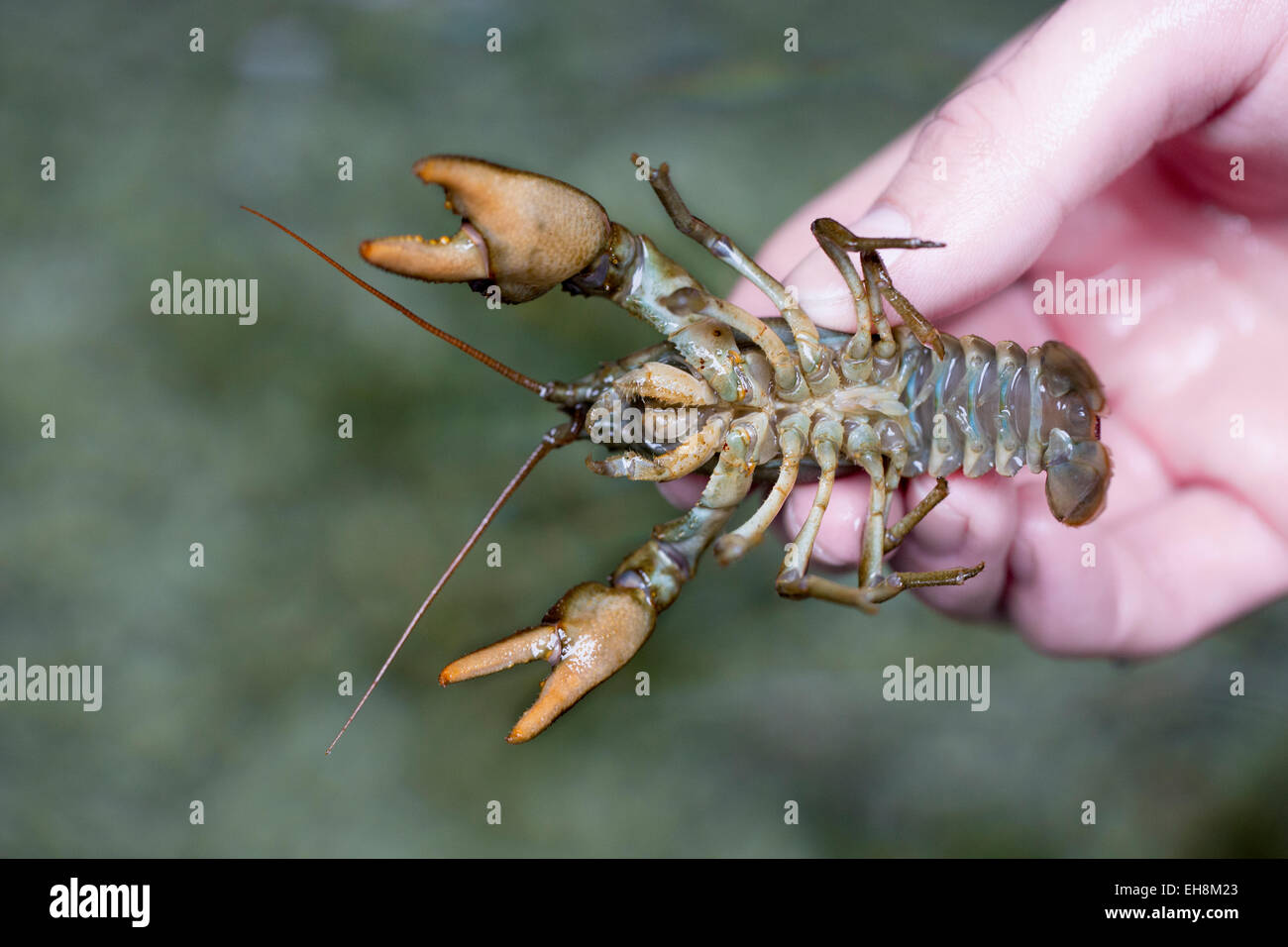 White-clawed crayfish at Bristol Zoo, the UKs only native species and ...