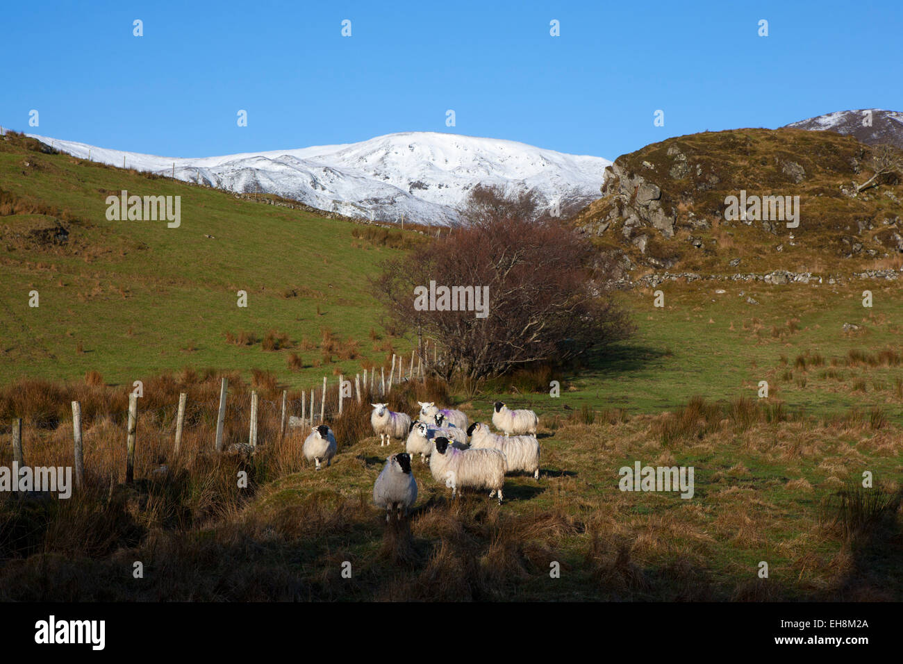 Donegal tweed hi-res stock photography and images - Alamy