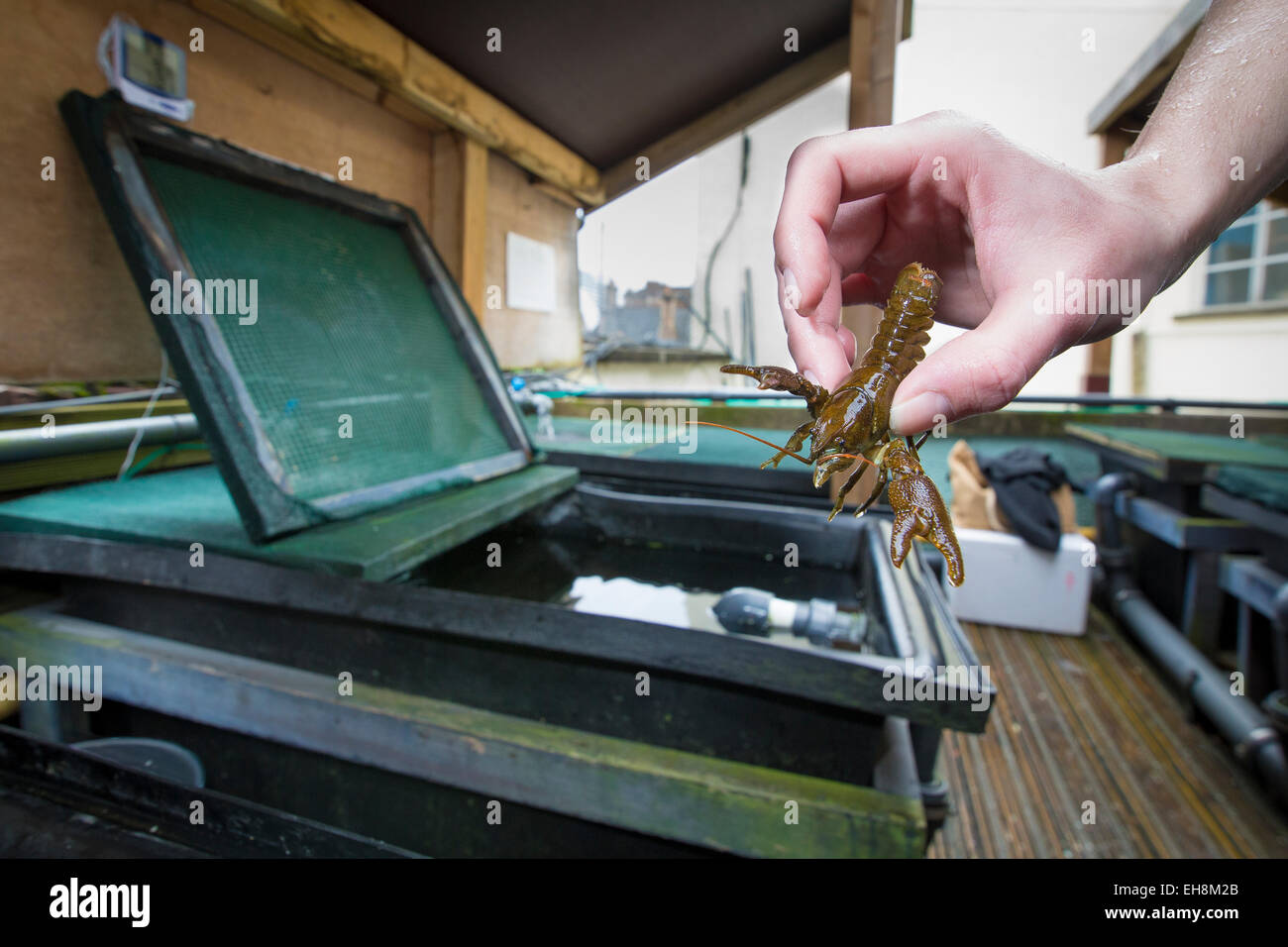 White-clawed crayfish at Bristol Zoo, the UKs only native species and ...