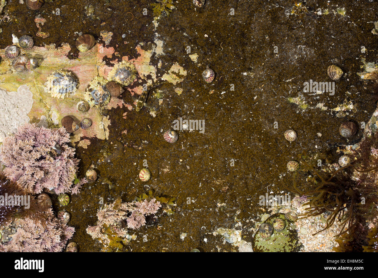 Water snails hi-res stock photography and images - Alamy