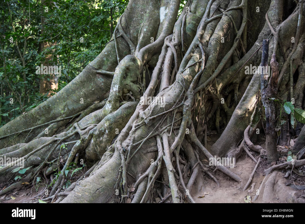 Jungle laos hi-res stock photography and images - Alamy