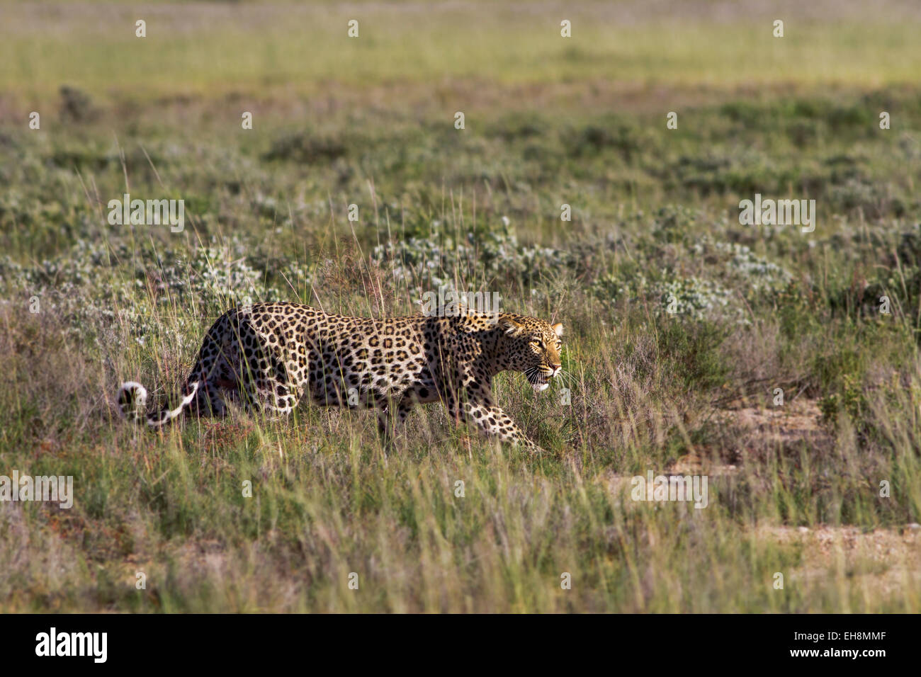 Stalking leopard hi-res stock photography and images - Alamy