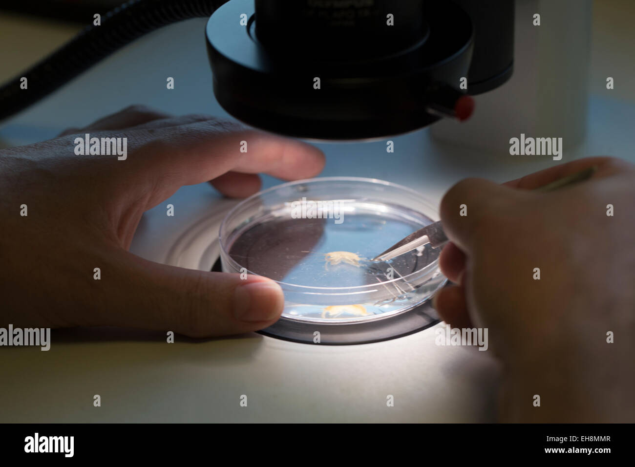 Demon Shrimp under a microscope in a lab Stock Photo - Alamy