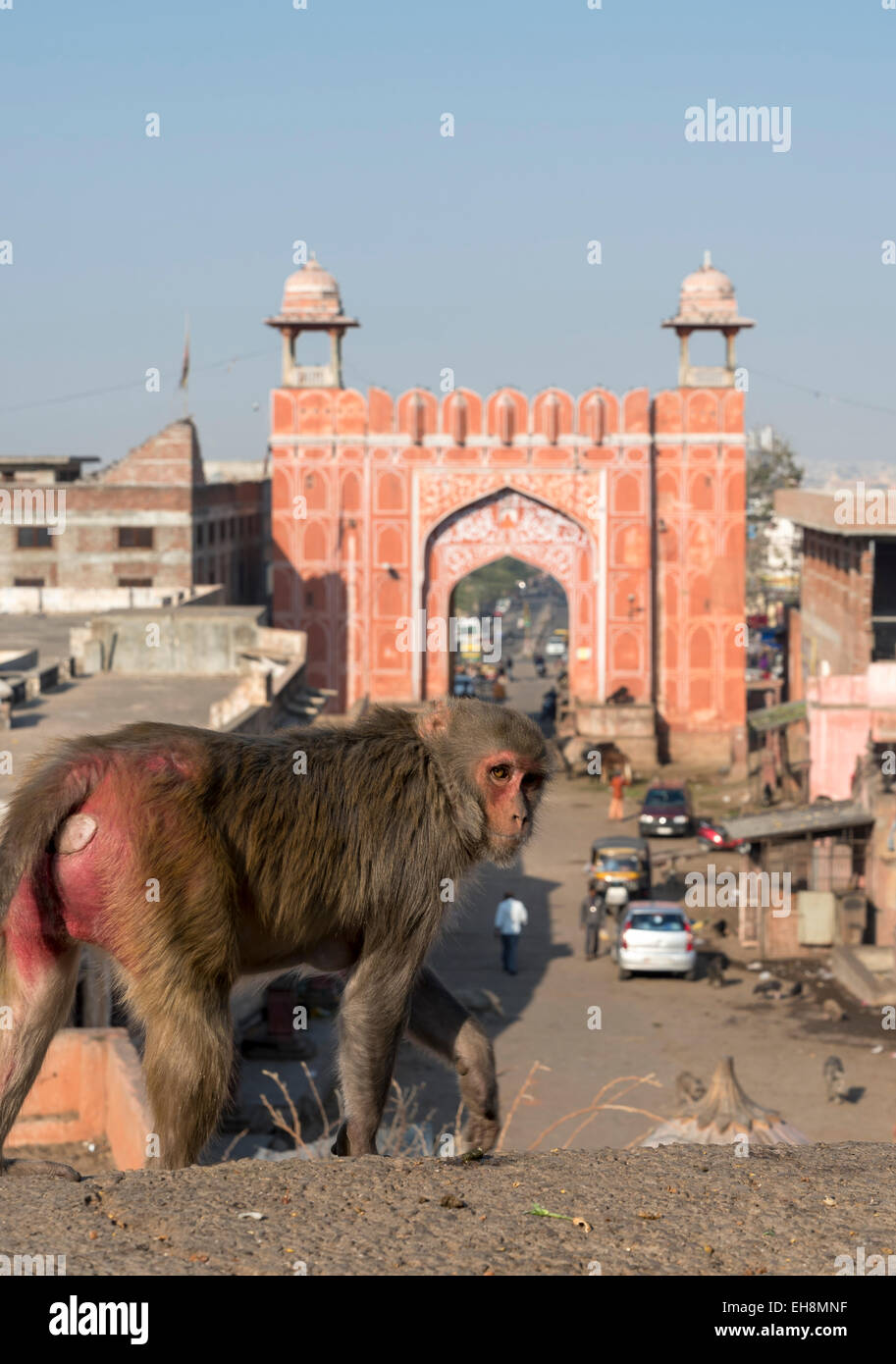 The monkey gate hi-res stock photography and images - Alamy